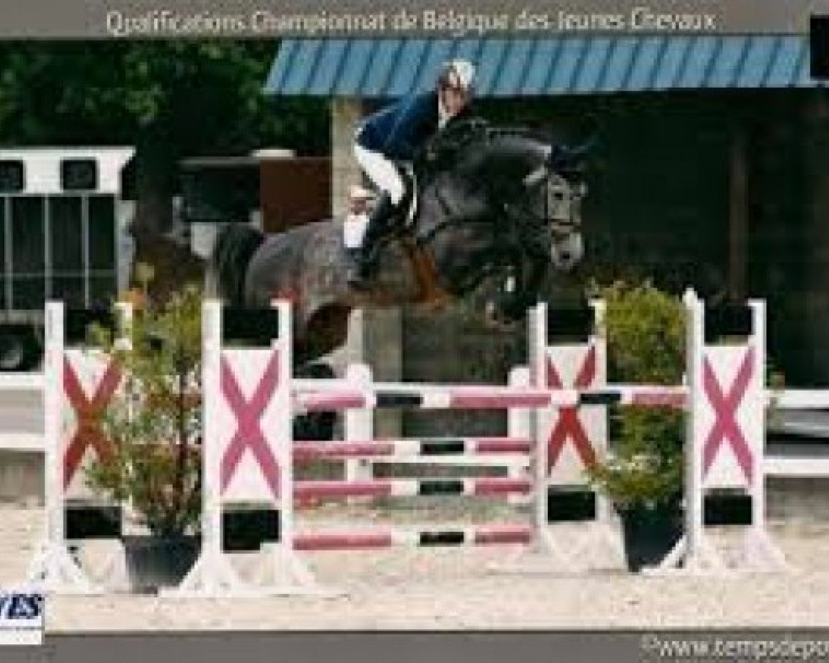 Cocoliche of Greenhill Z: Cheval de saut, Pedigree, Résultats