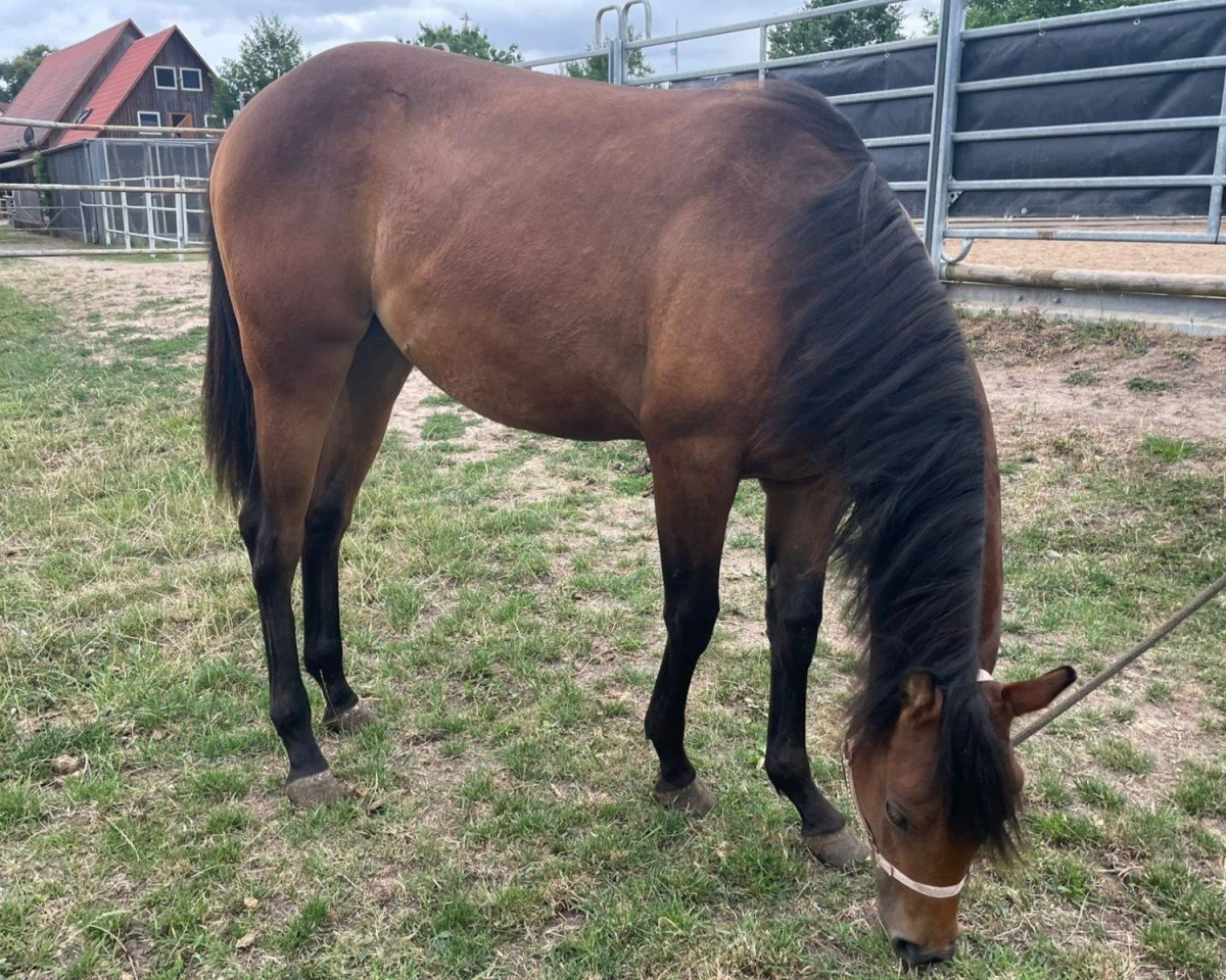 Ciana Voßkühler all results, horses and achievements