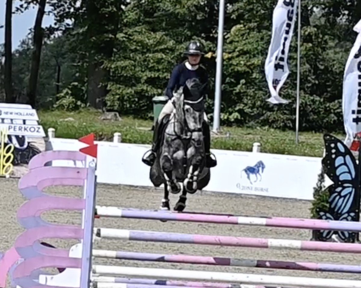 Kadello Vz: Caballo de salto, Pedigrí, Resultados