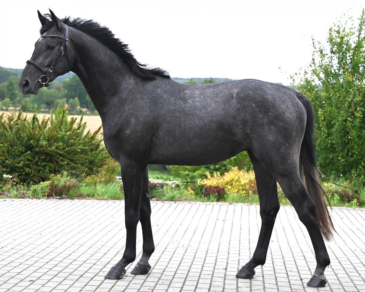 Schakiro: Caballo de Doma, Pedigrí, Resultados