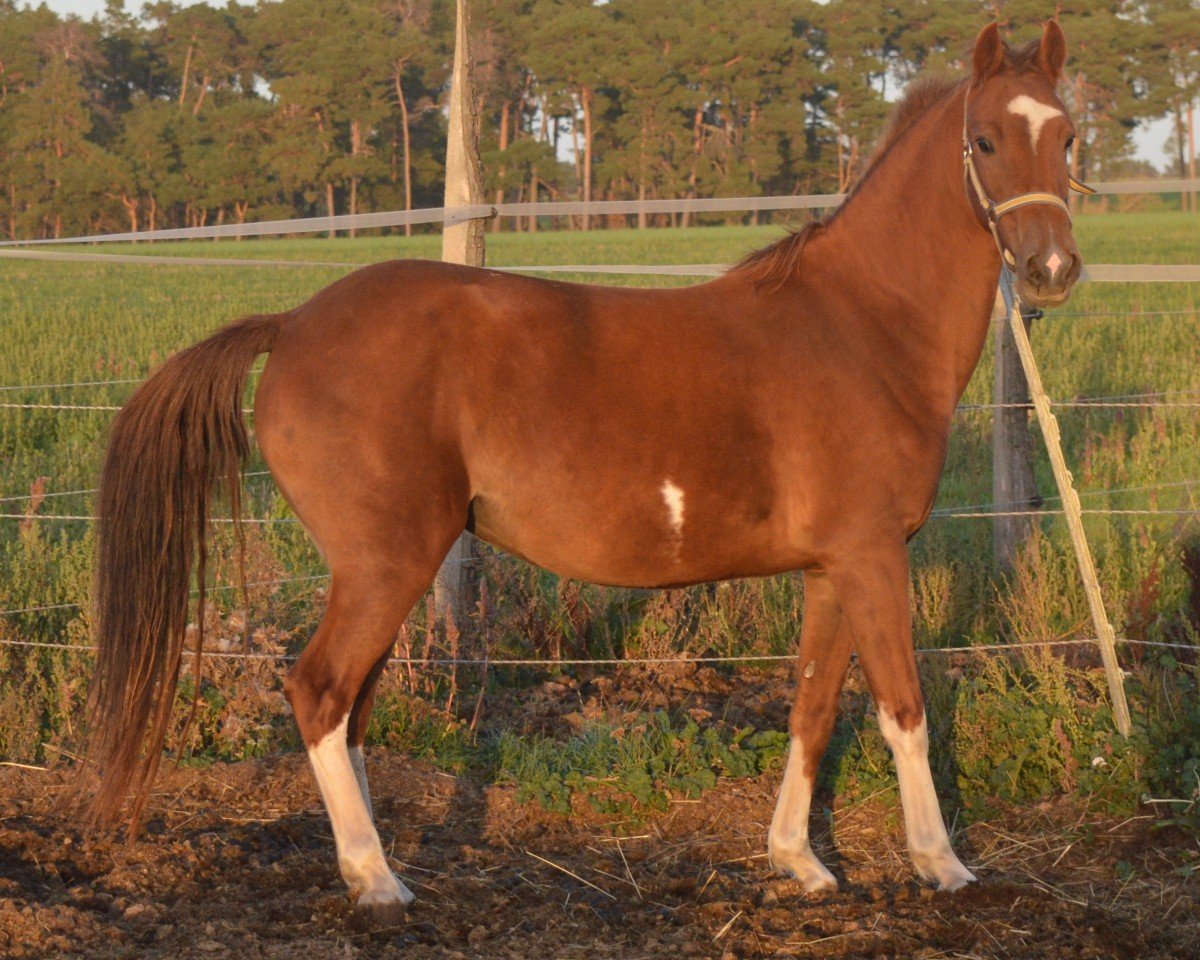 Froglands Midnight Summer Dream: Fokmerrie, Stamboom