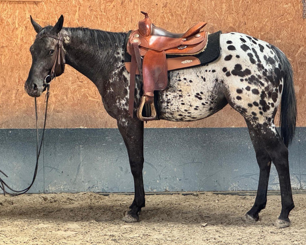 Laura Laurent 12 Videos, all results, horses and achievements