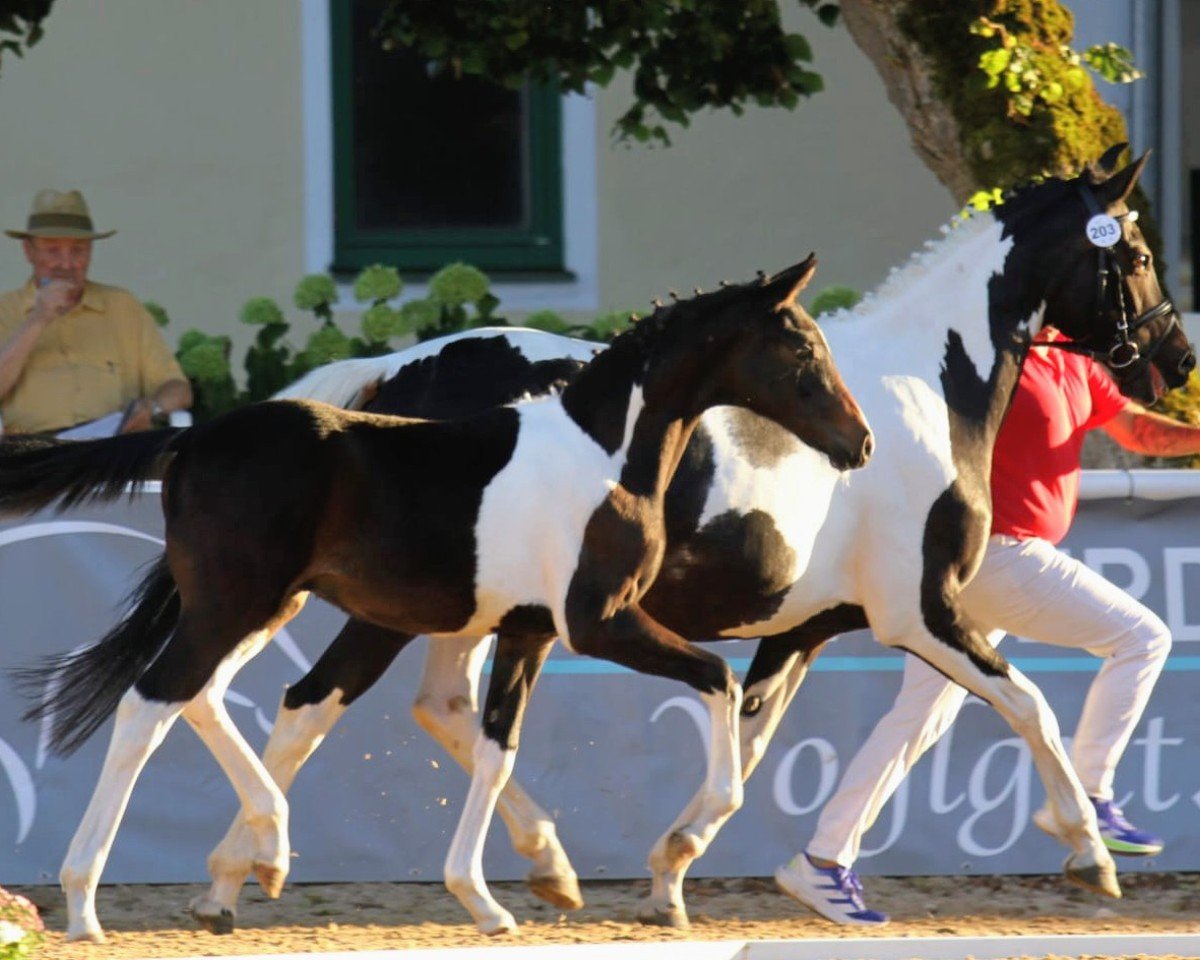 Lythe xx: Jument de race, Pedigree