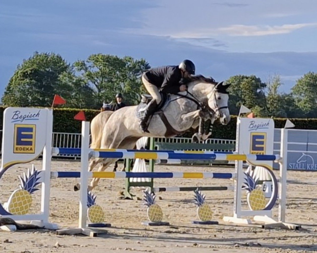 Golden Rod xx: Jument de race, Pedigree