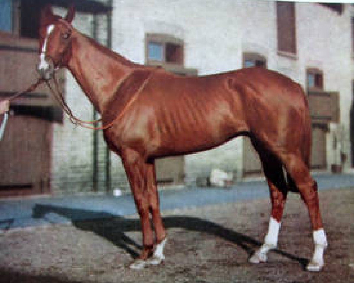 Prince Baladin xx: Semental, Pedigrí