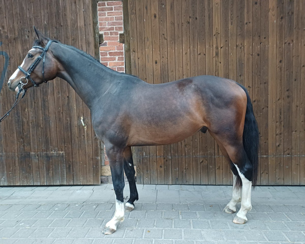 Emma De Craene all results, horses and achievements