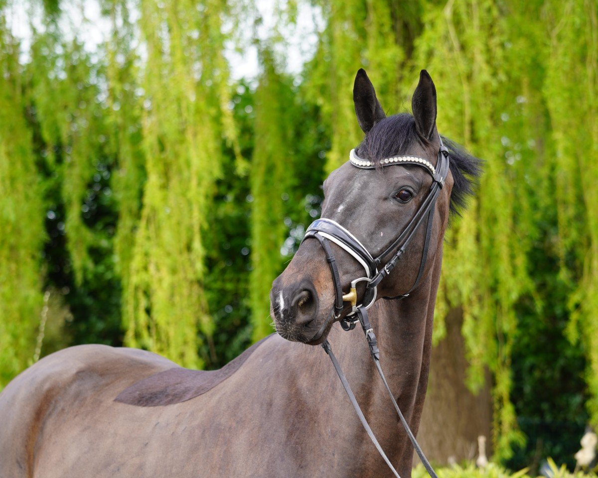 Domino's Day Dream: Dressurpferd, Pedigree, Ergebnisse