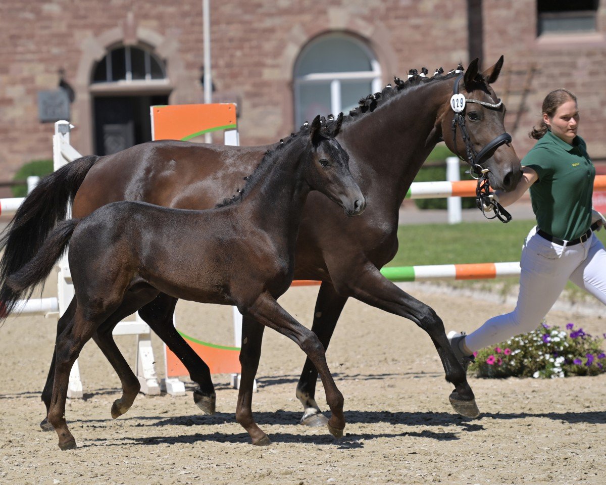 Ballycastle Prince: Étalon, Pedigree