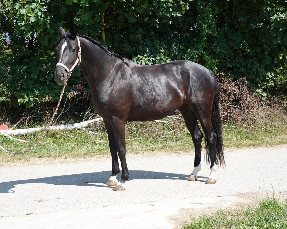 Urbane de Puychéty: Fokmerrie, Stamboom, Resultaten