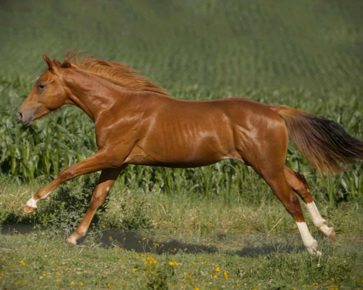 Dese Star Galaktika: Cheval de Dressage, Pedigree, Résultats