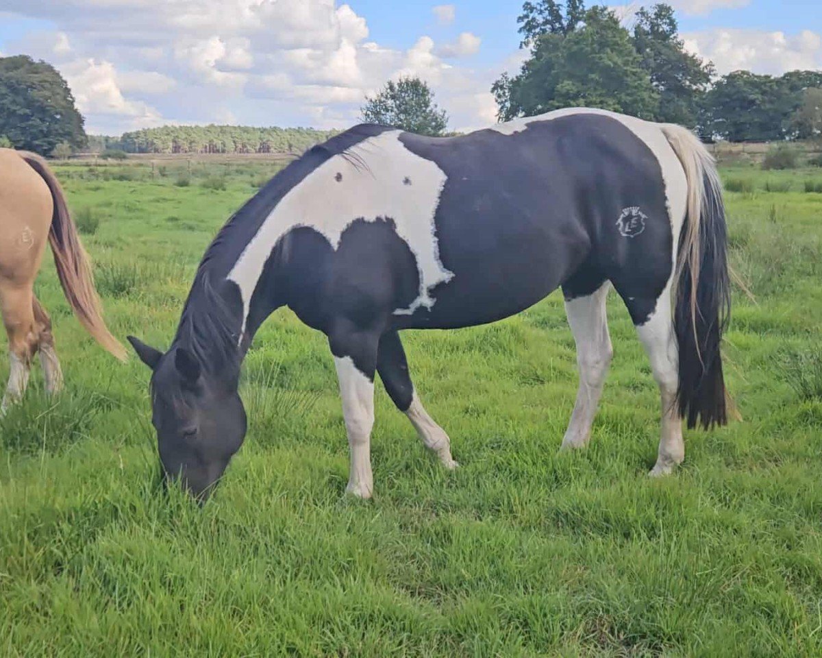 Vidéo de Fürst Valentin - Reitturnier Kaarst-Holzbüttgen ...