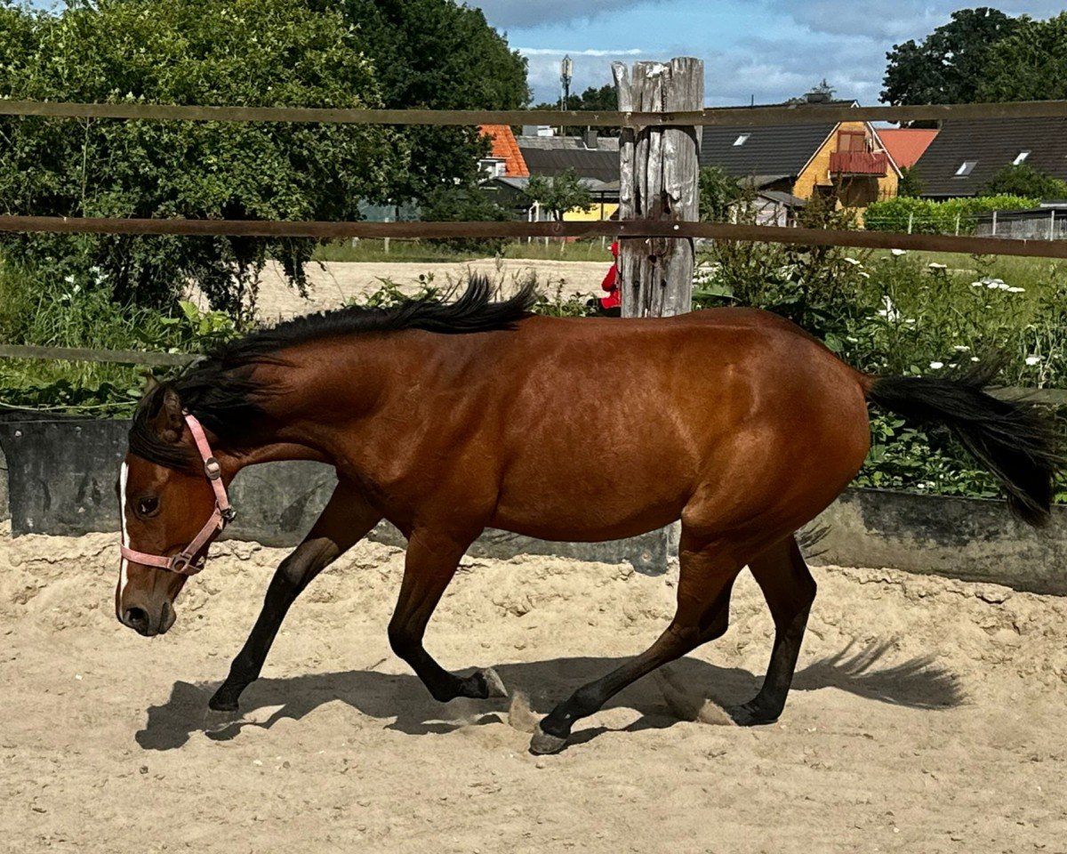 First-Class: Jument de race, Pedigree