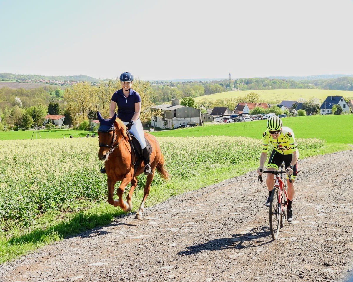 Kiri Tee du Castel: Zuchtstute, Pedigree