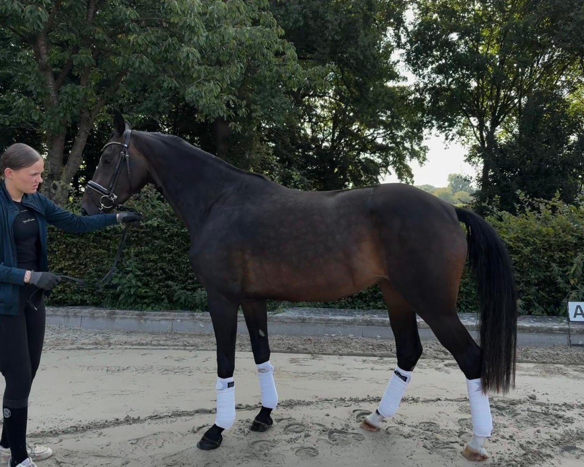 Elisa Maria Traverso all results, horses and achievements