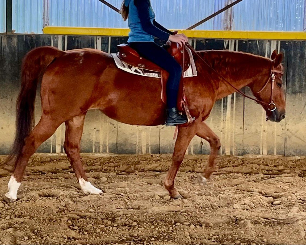 Ma Belle B: Cheval de Dressage, Pedigree, Résultats