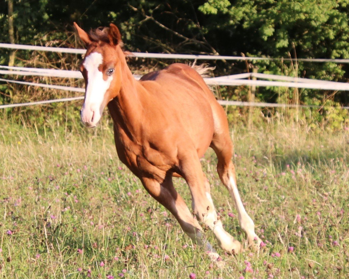 Nadja: Fokmerrie, Stamboom