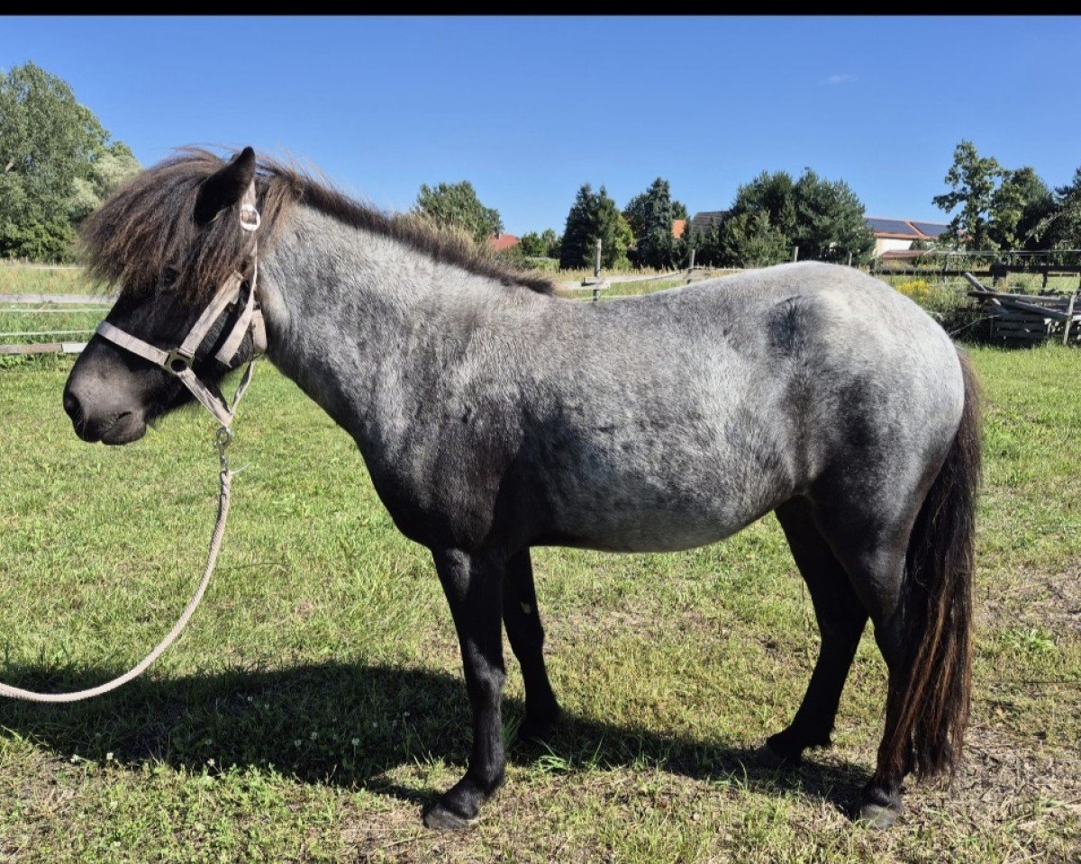 Caracas: Cheval, Pedigree