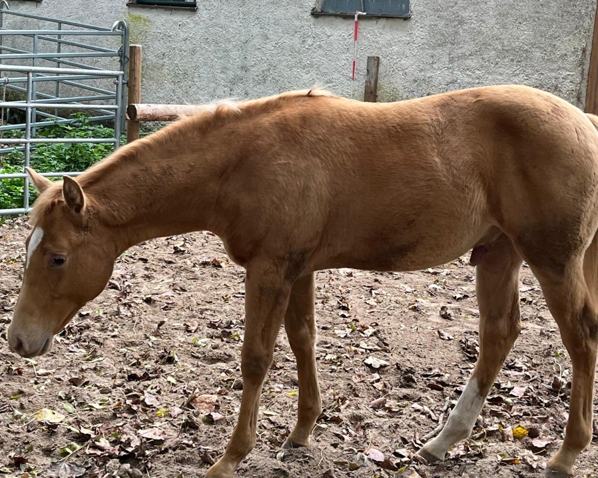 Vidéo de Kim Possible DF - Reitturnier Margarethen am Moos 2025 ...