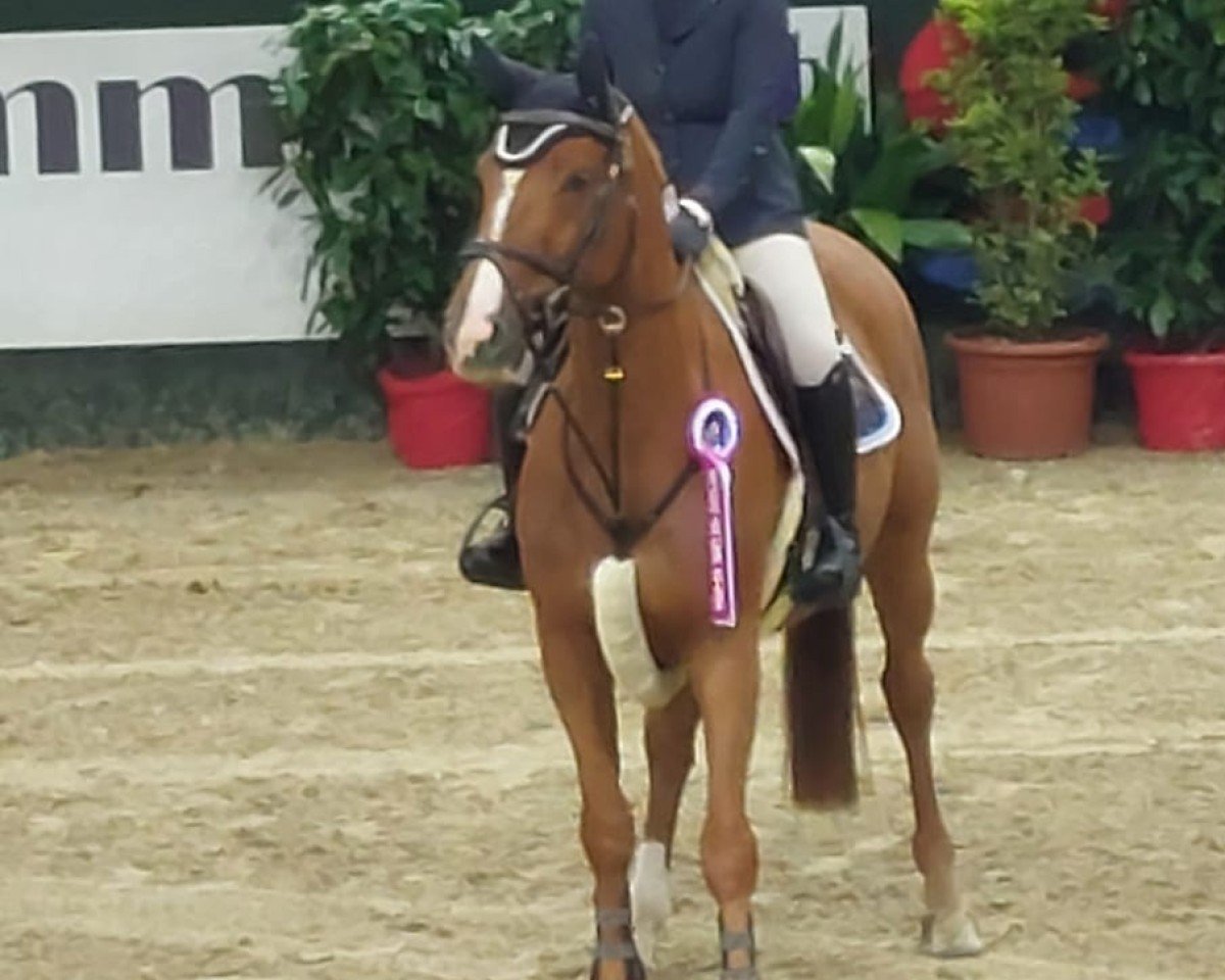 Savelev.Melinda all results, horses and achievements