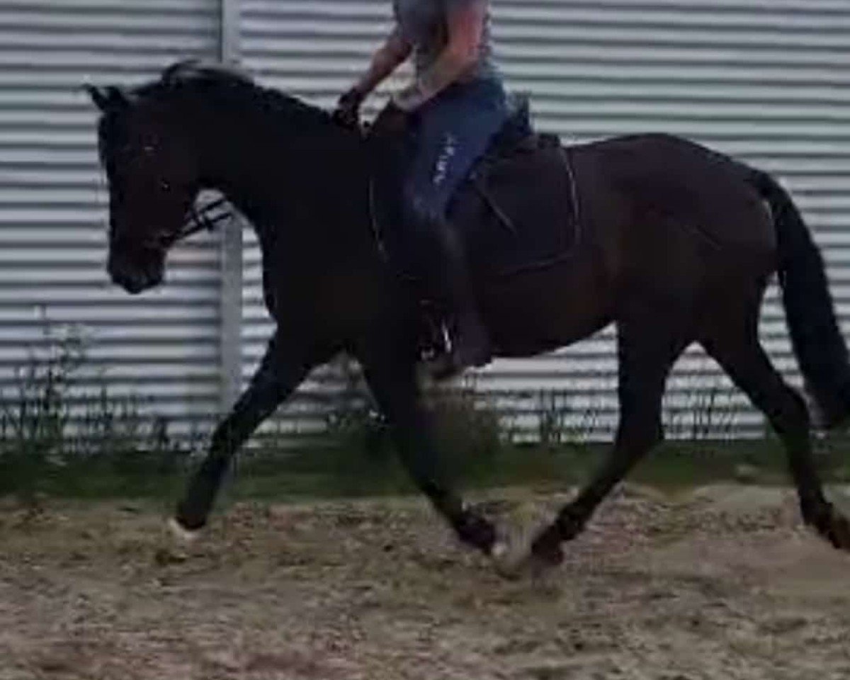 Janetta's Queen: Fokmerrie, Stamboom