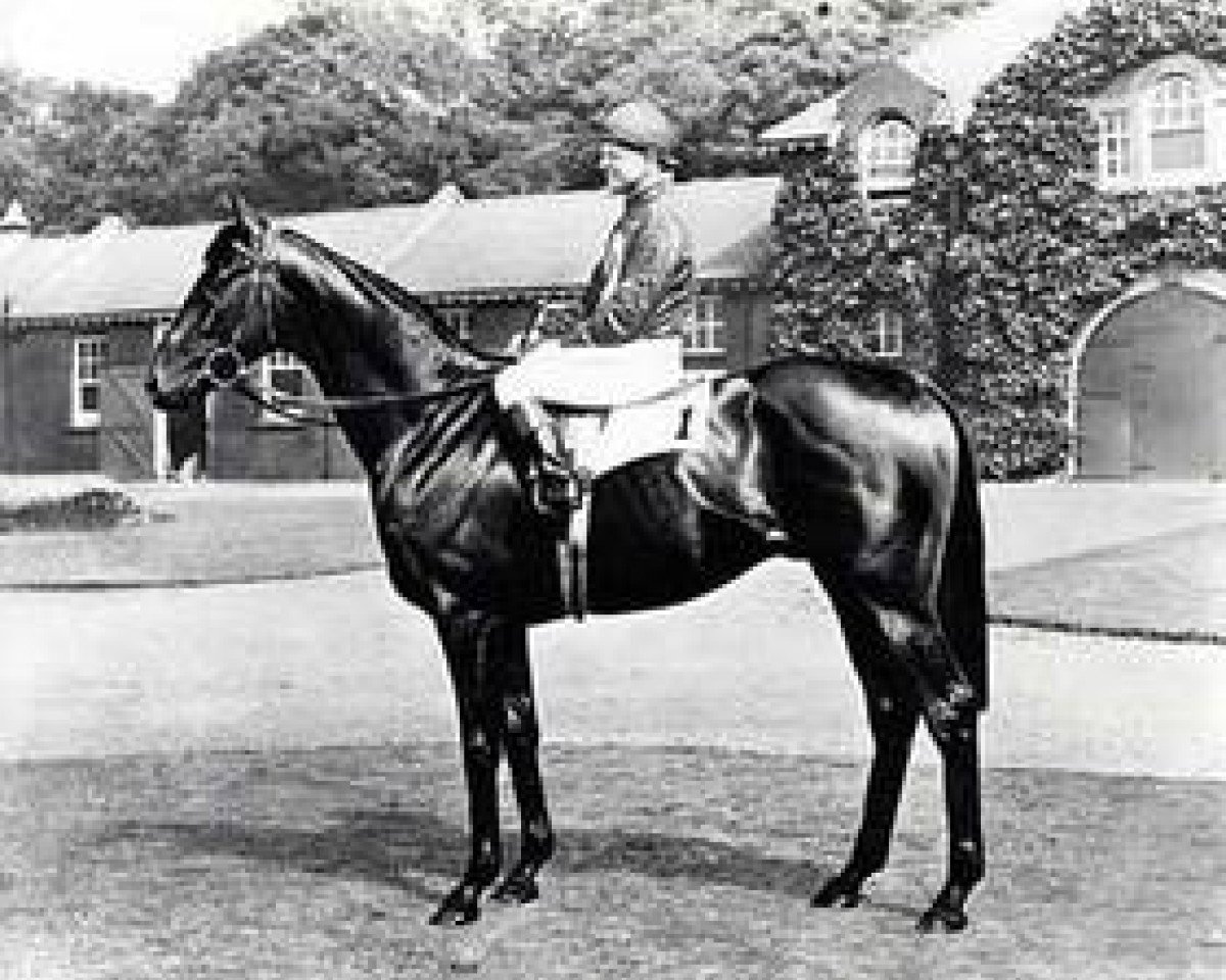 Bright Bibi xx: Zuchtstute, Pedigree