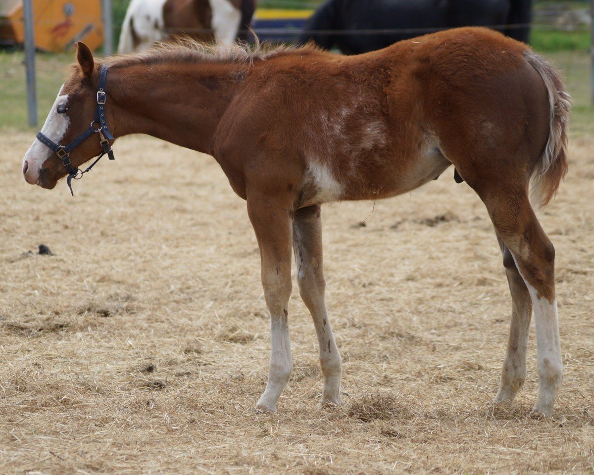 Emna ox: Jument de race, Pedigree