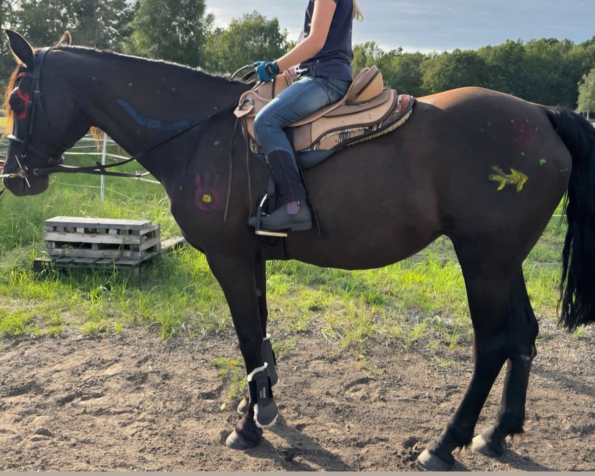 Pallas Dream Vuoras: Cheval, Pedigree