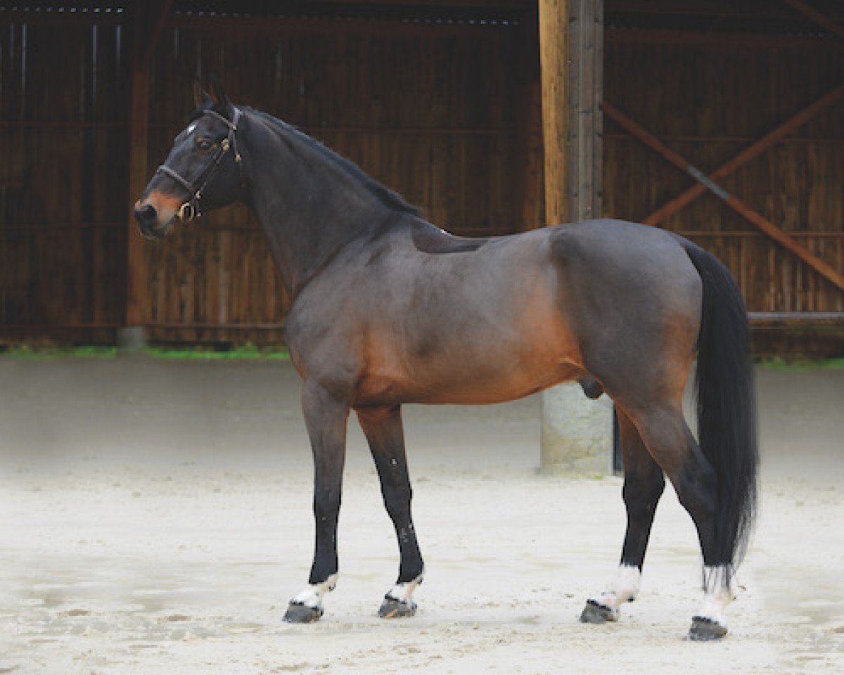 Graf Hennes de Cologne: Paard, Stamboom