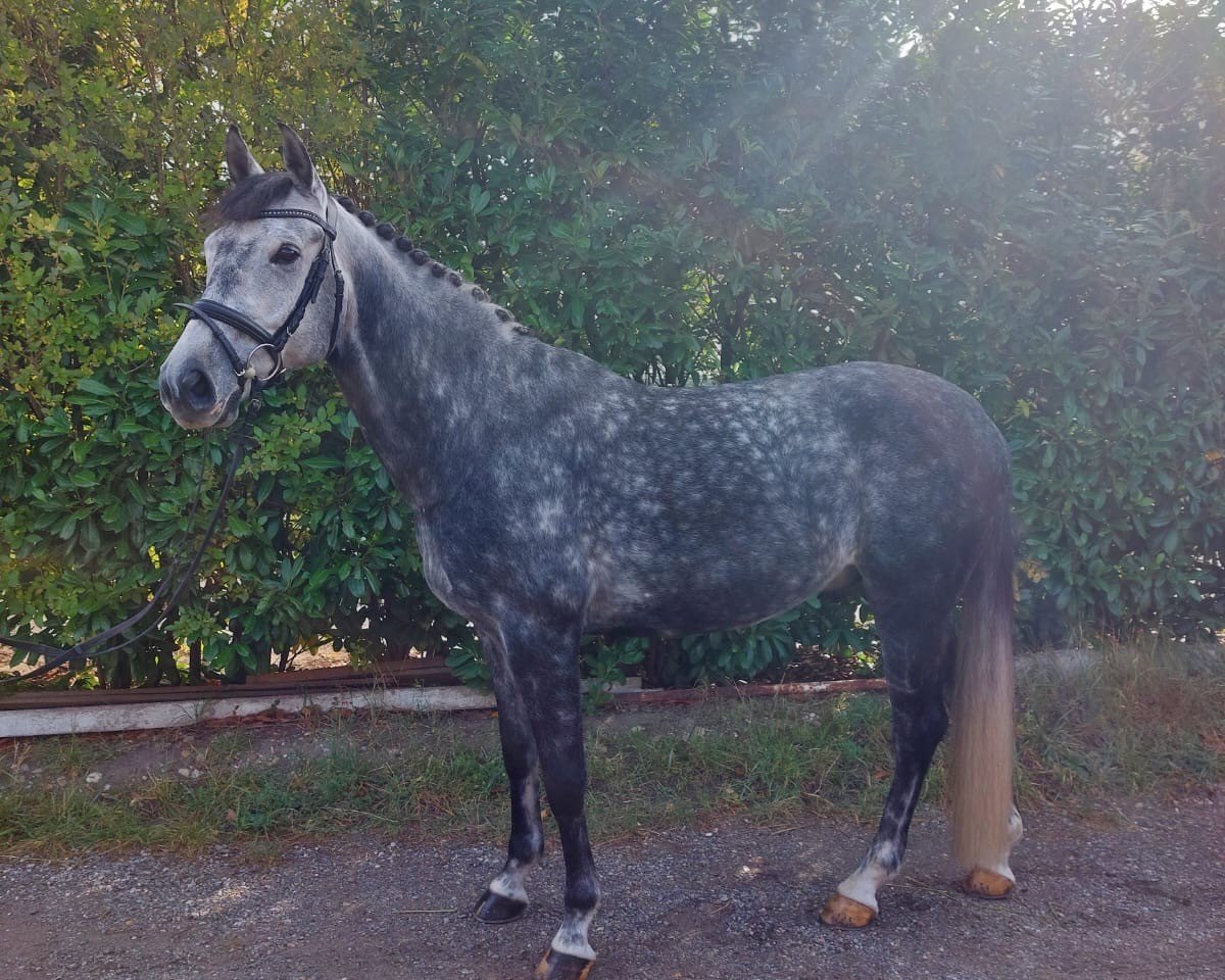 Zenon's Black Diamond: Cheval de Dressage, 5 vidéos exclusives ...