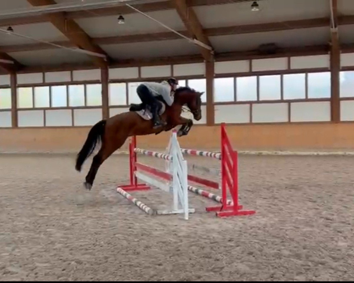 Caroline X CH: Fattrice, Pedigree