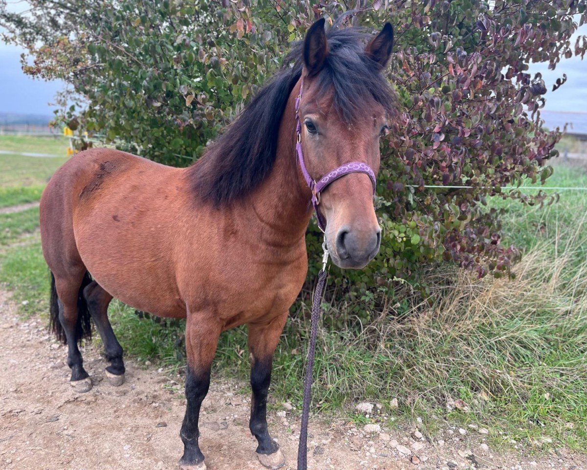 Vidéo de Blockbuster 6 - Reitturnier Altenberge 2025, Épreuve de saut d ...