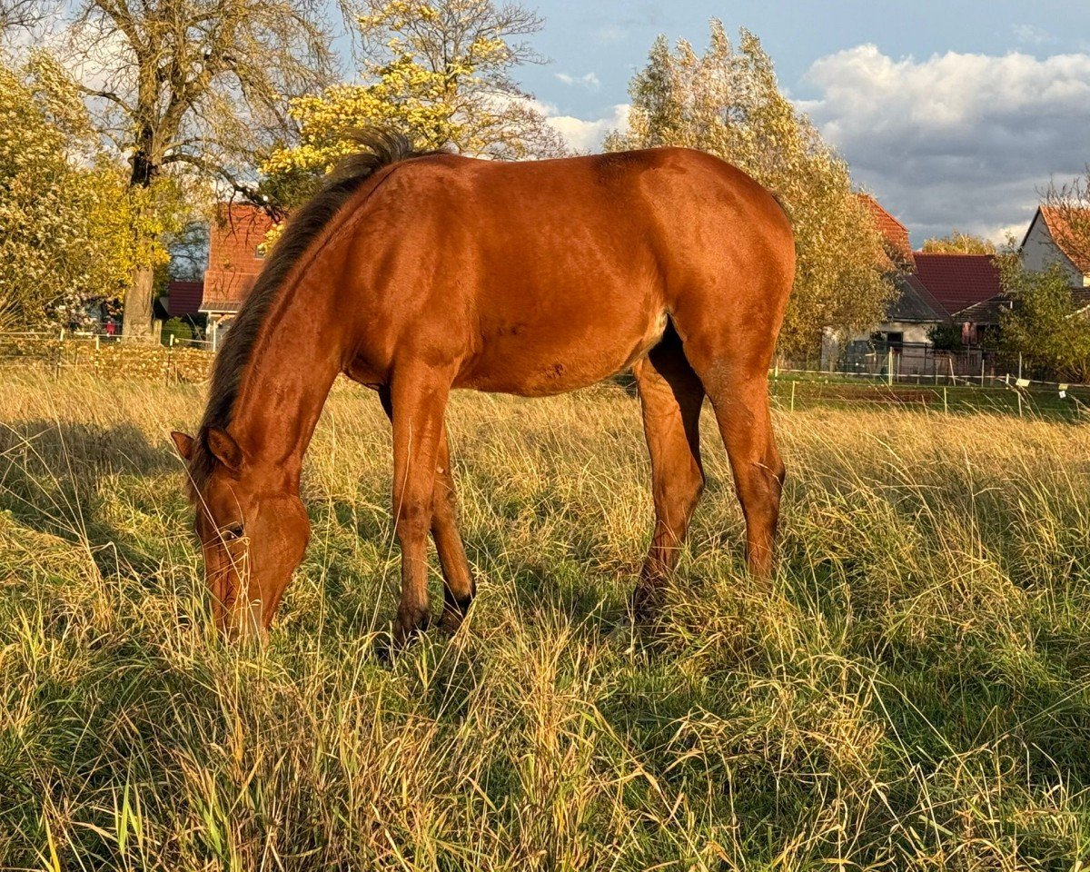 Our Miss Lily: Yegua de cría, Pedigrí