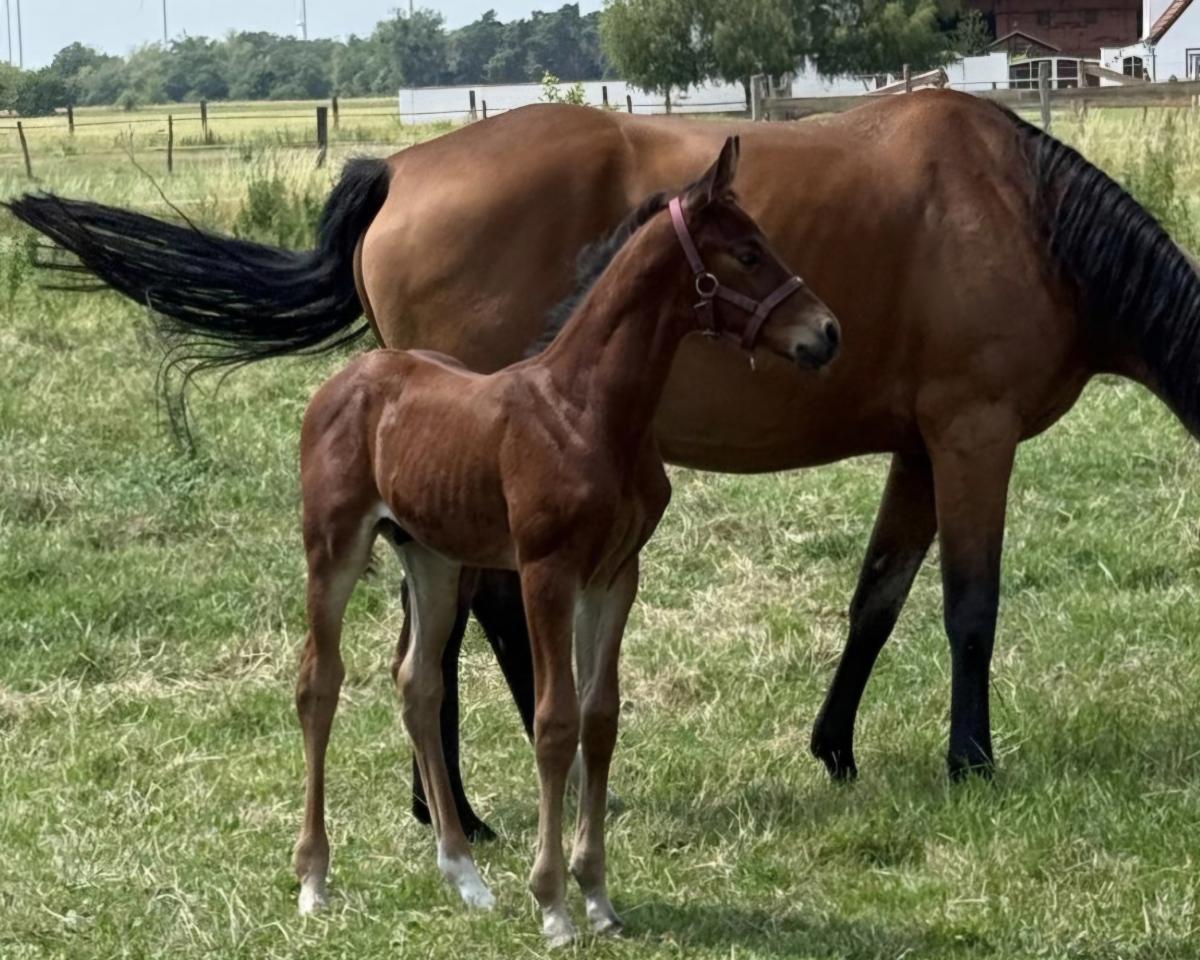 Novice jumping competition (B100), Competition 57 (10/03/2025 ...