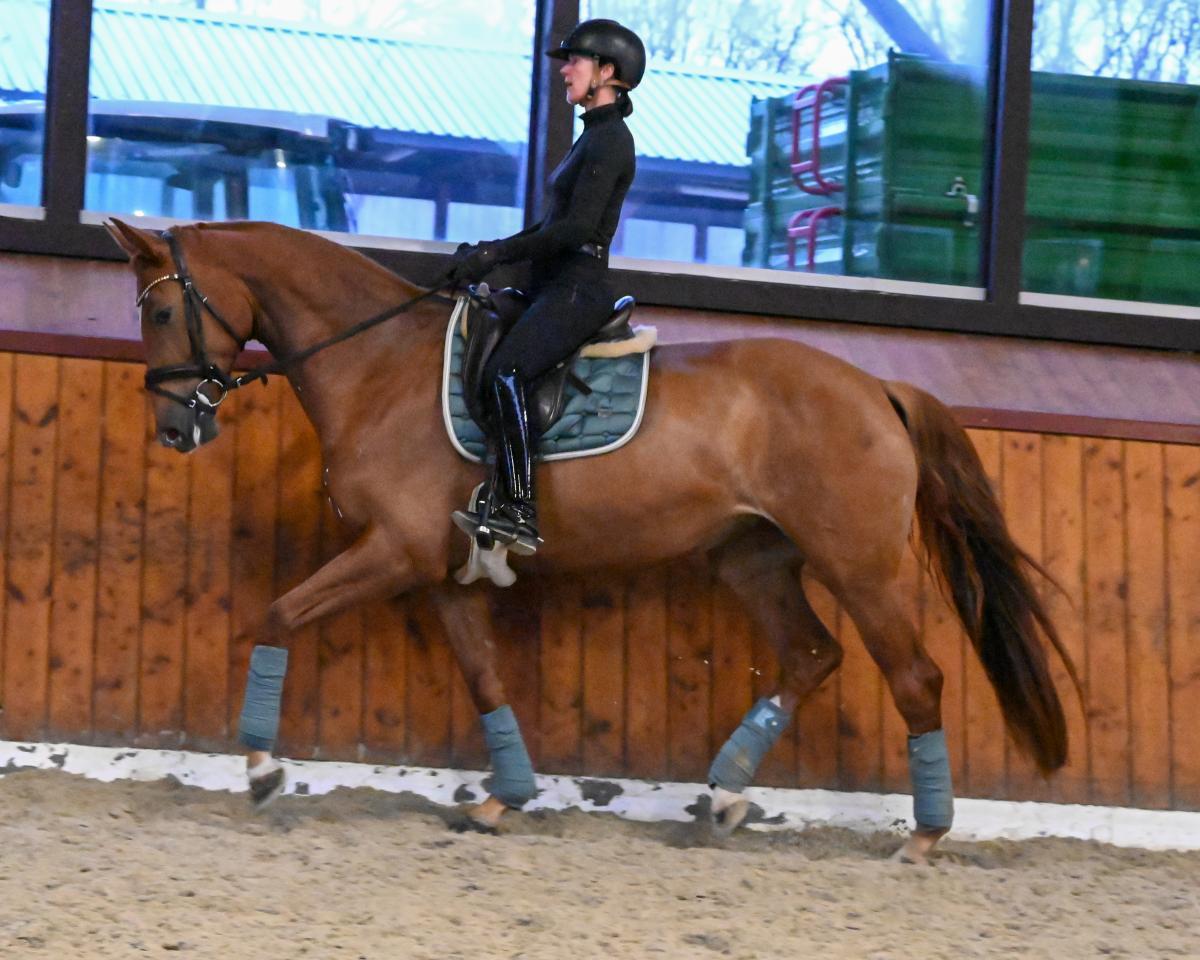 Guillaume: Cheval, Pedigree