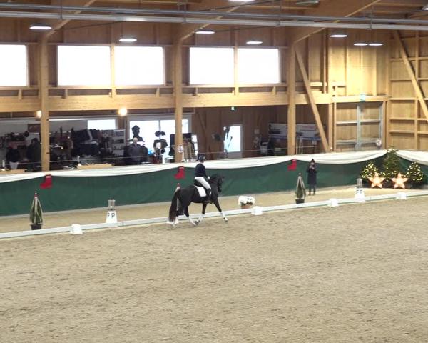 Anna-Maria Behrens all results, horses and achievements