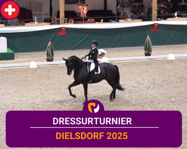 Video von Fancy Fireball - Reitturnier Stadl-Paura 2025, Springprüfung ...