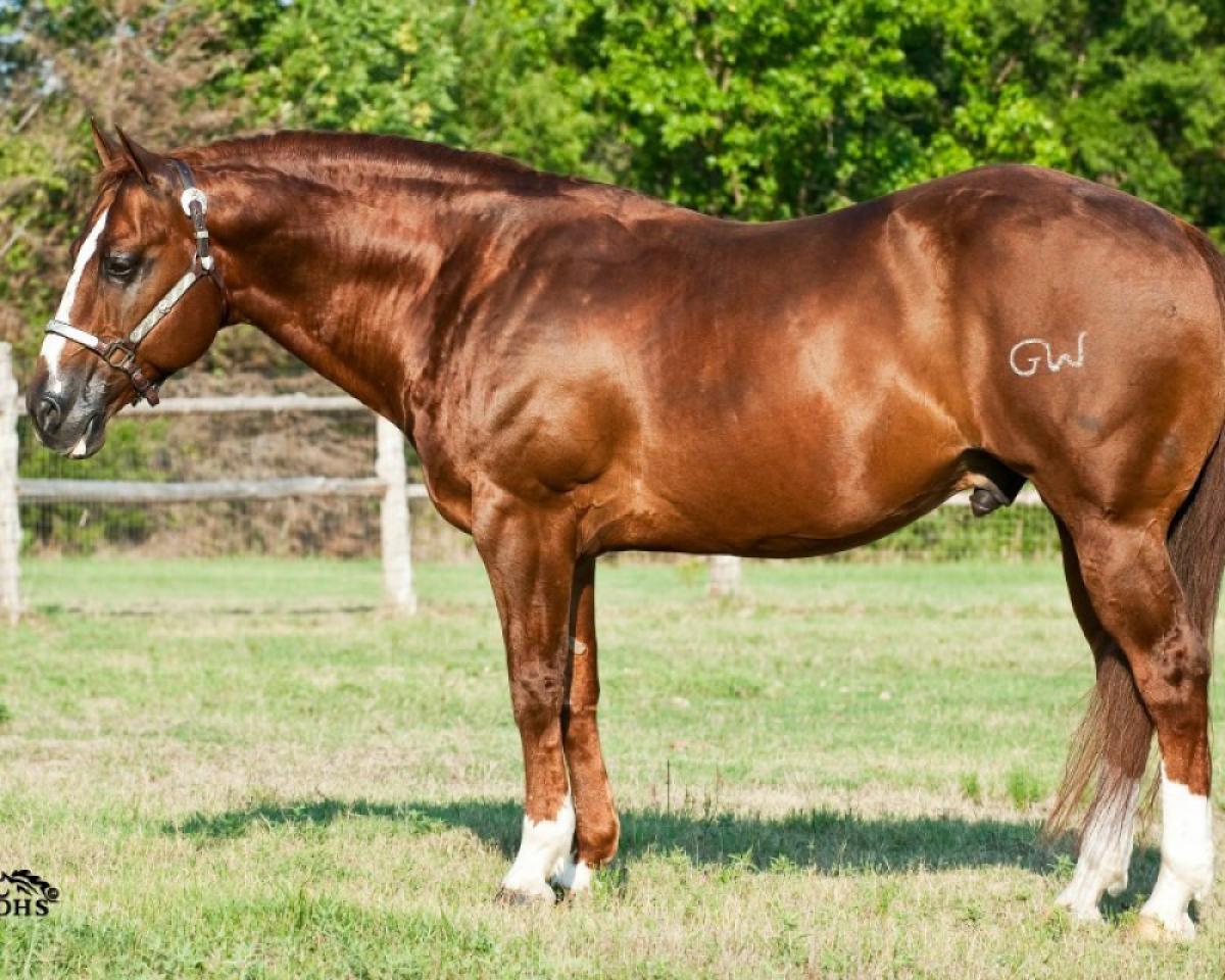 Mister Dual Spring: Étalon, Pedigree