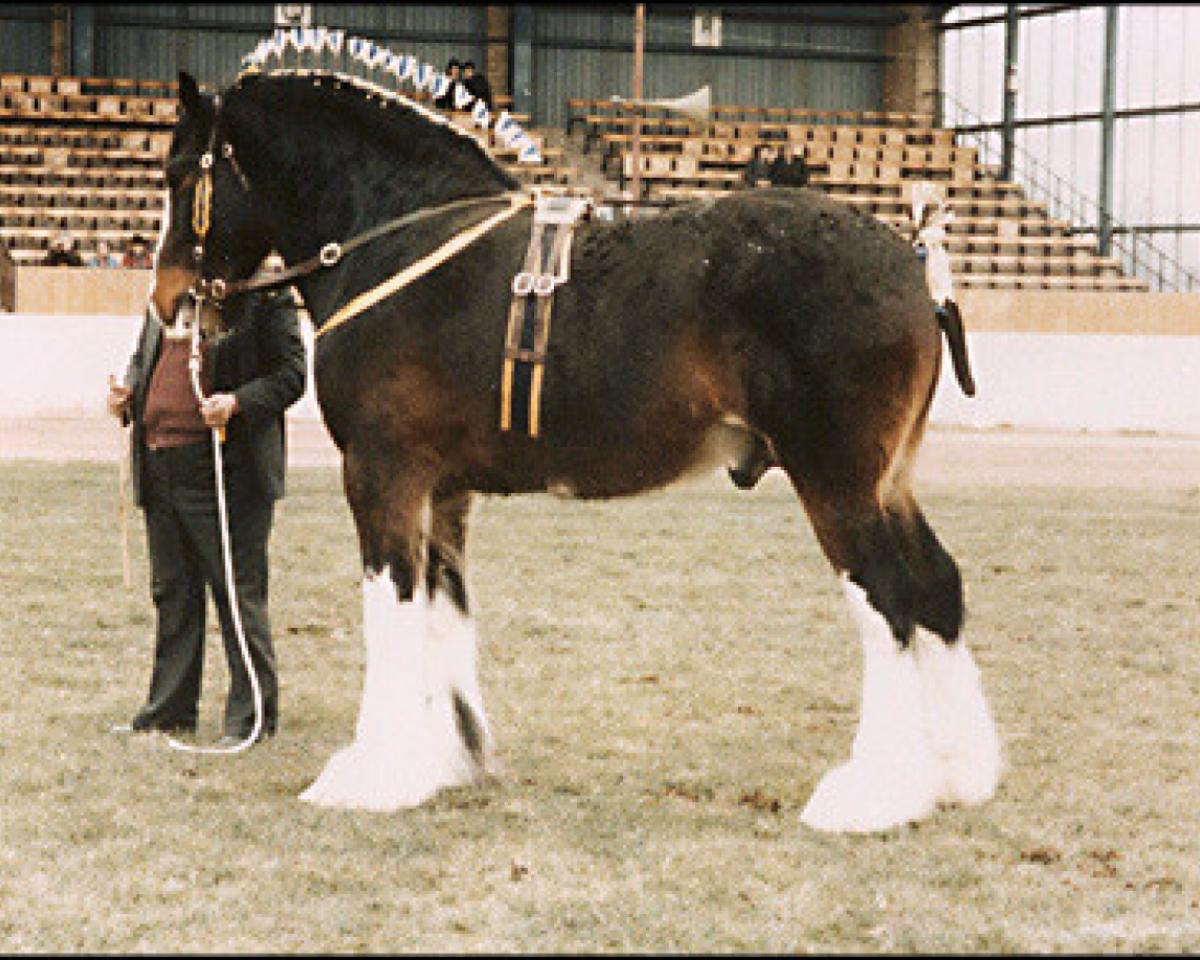 Gronant Model: Yegua de cría, Pedigrí