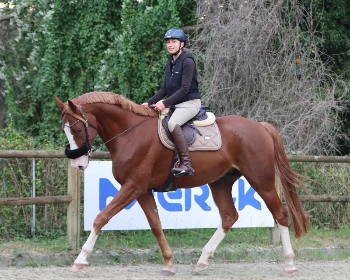 Samiel 3: Cheval de Dressage, 3 vidéos exclusives, Pedigree, Résultats