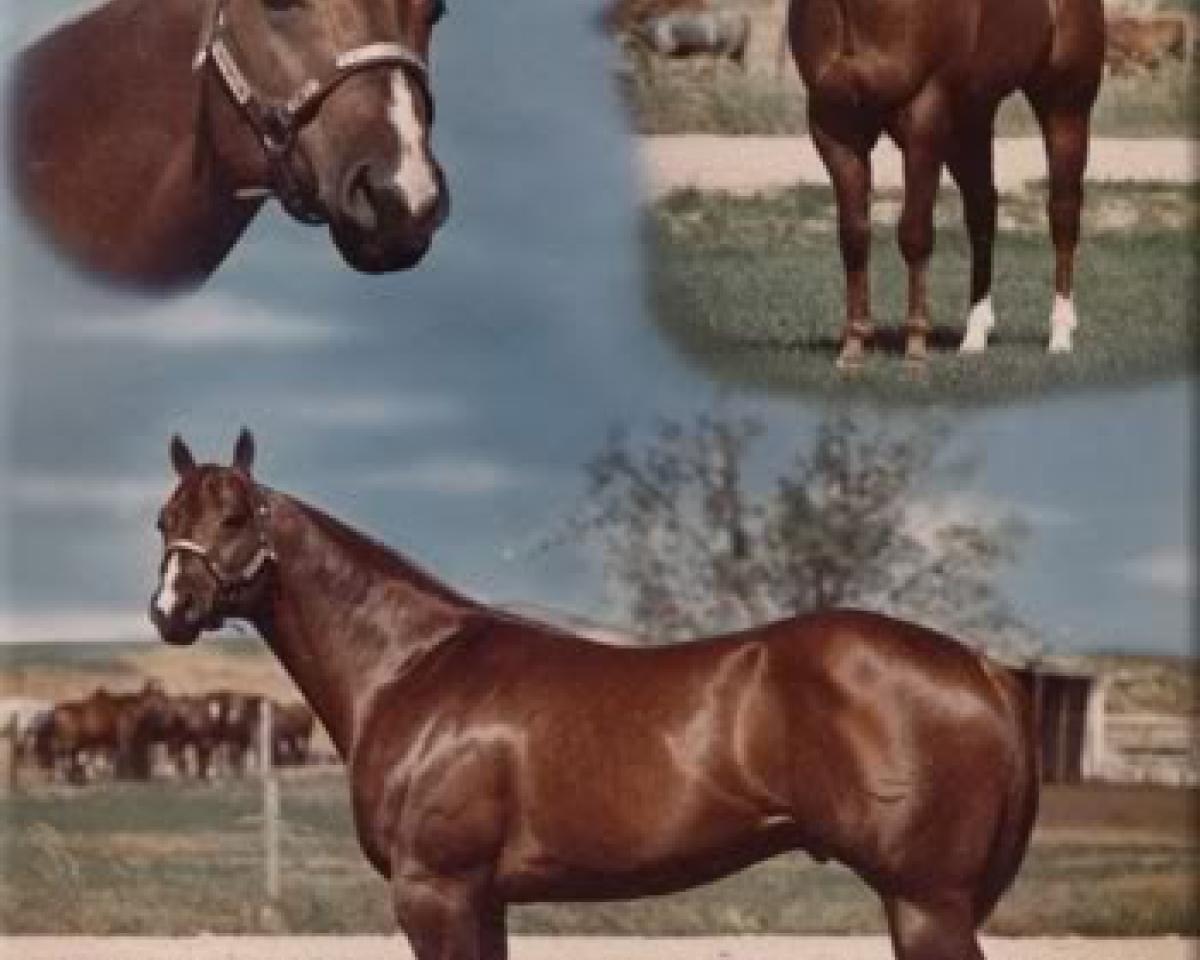 Miss Punk Jo: Jument de race, Pedigree