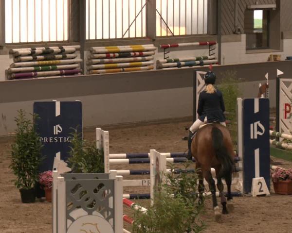 Video von Cascar 5 - Reitturnier Ranshofen - Braunau am Inn 2025 ...