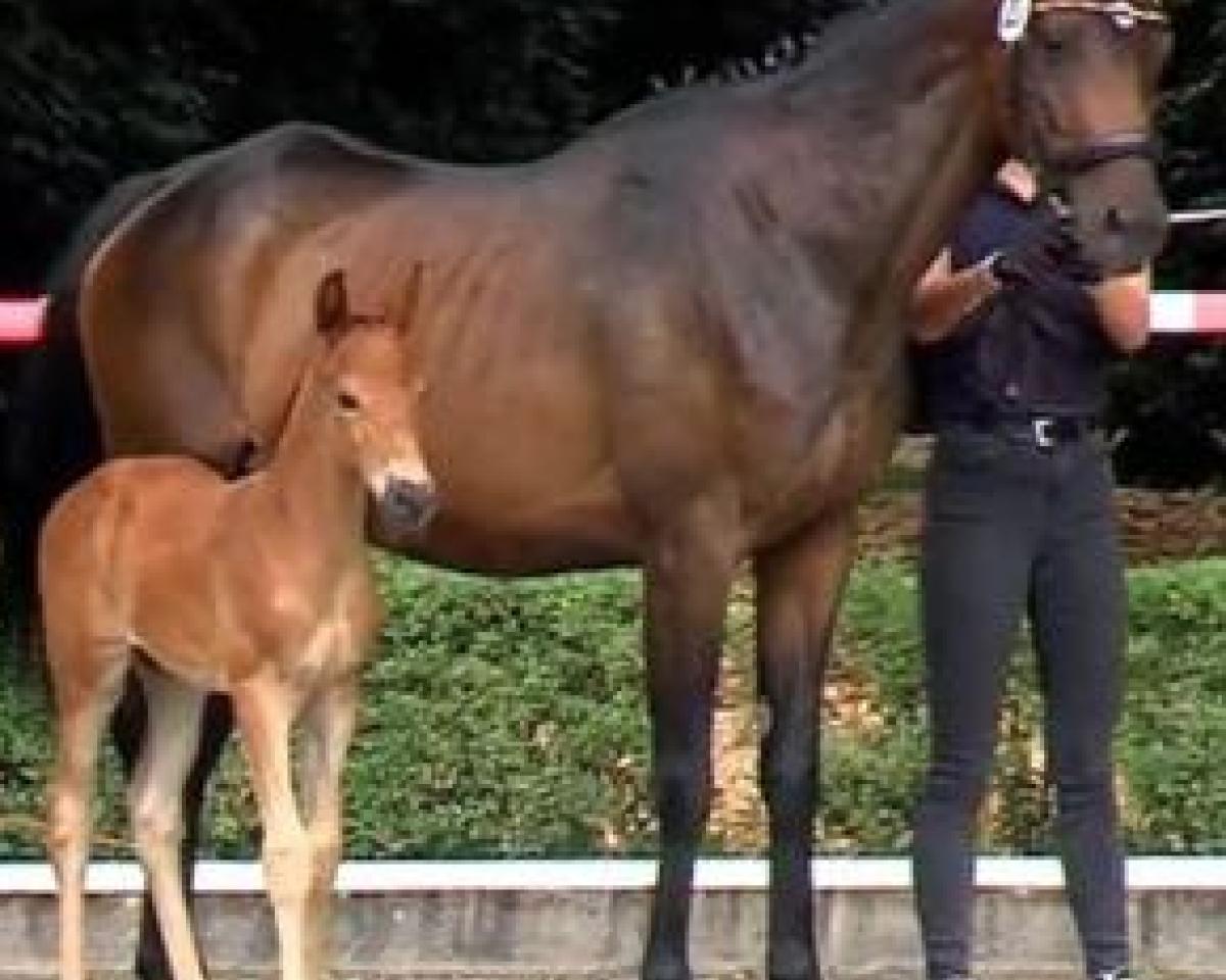 Alle Turnierergebnisse von Tiamo van 't Amaryllishof