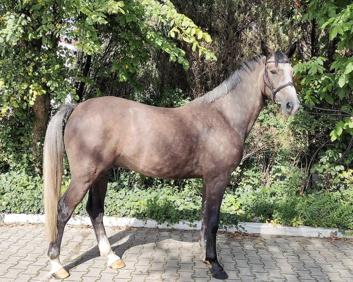 Amy Walker-basak all results, horses and achievements