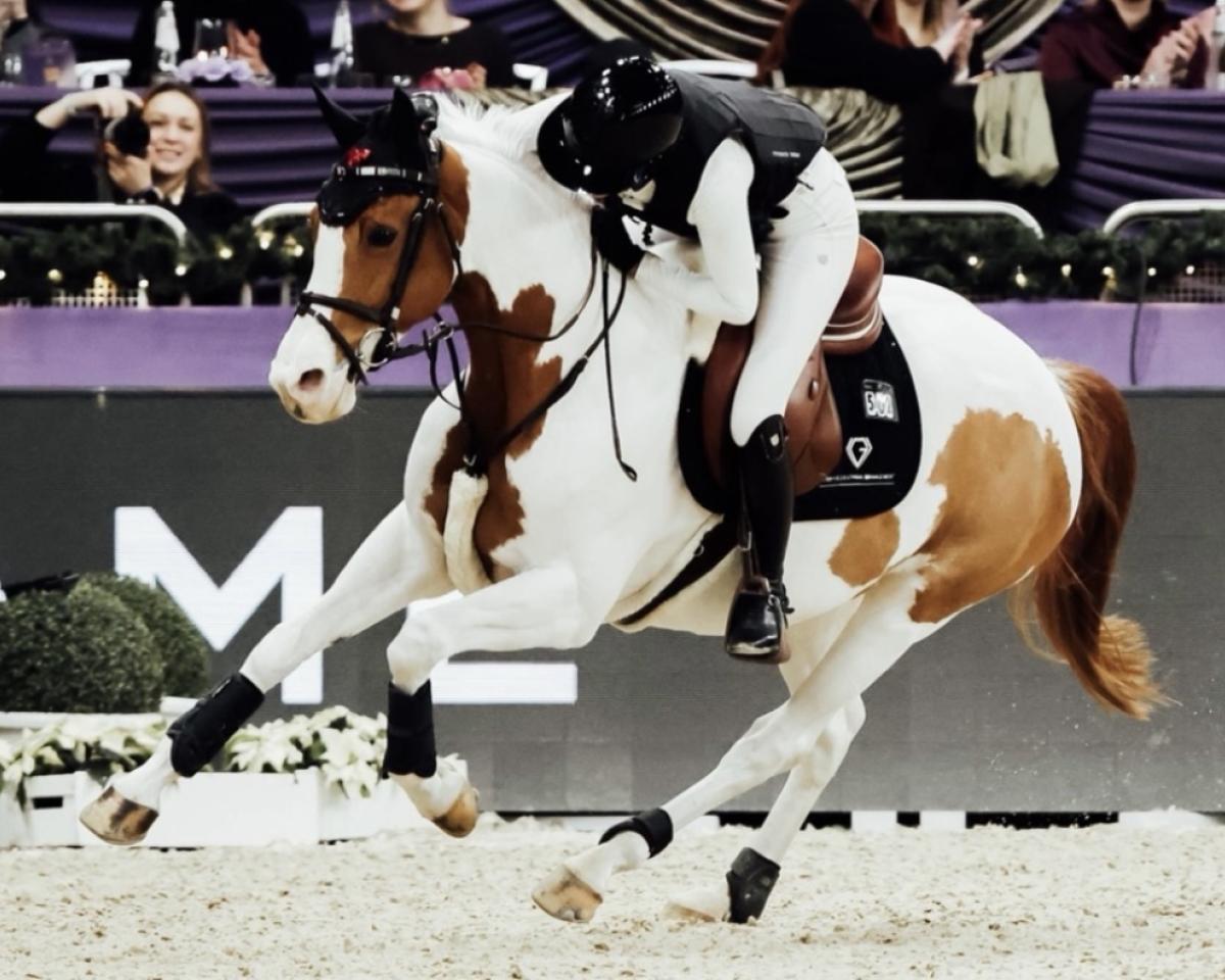 Chicka Mount: Étalon, Pedigree