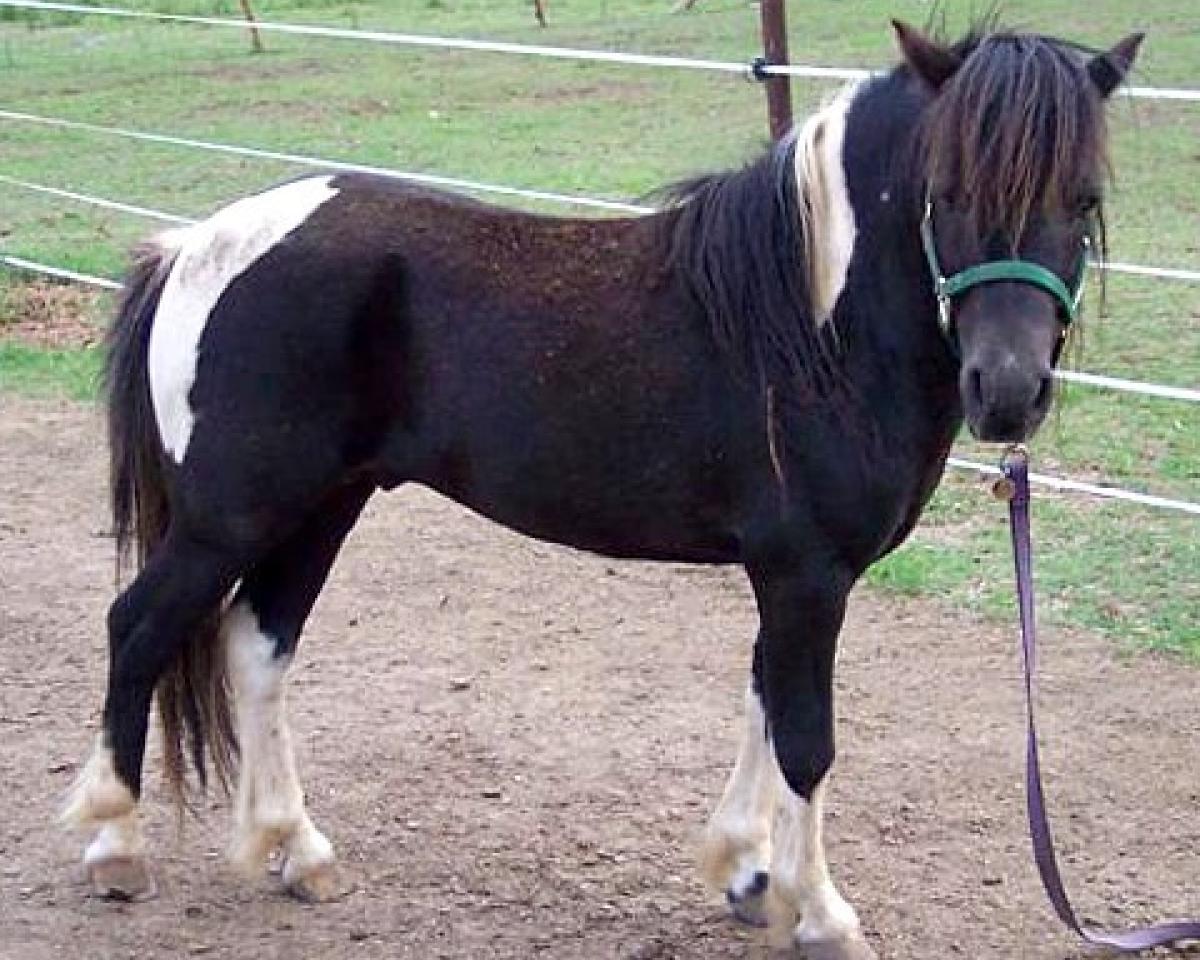 JABIRU SALT N PEPPER: Horse, Pedigree