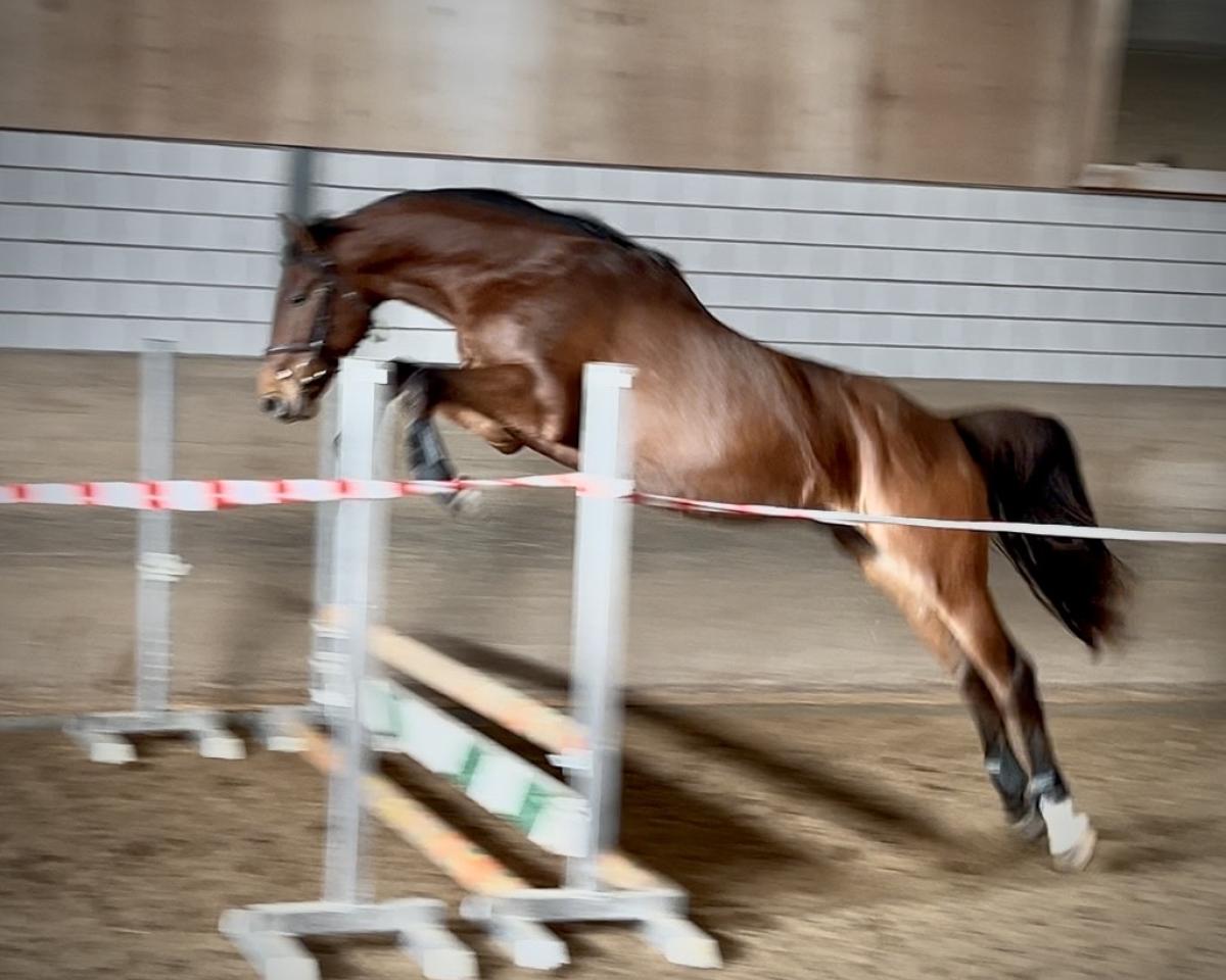 Grand Girl D-41944: Cheval, Pedigree