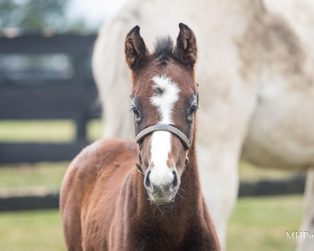 Stute von Practical Joke xx: Pferd, Pedigree