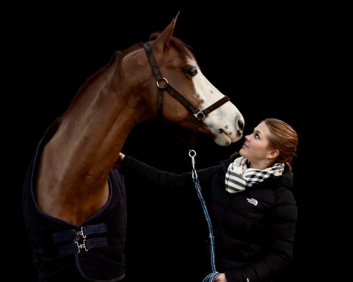 Son of Bald Galloway xx: Étalon, Pedigree