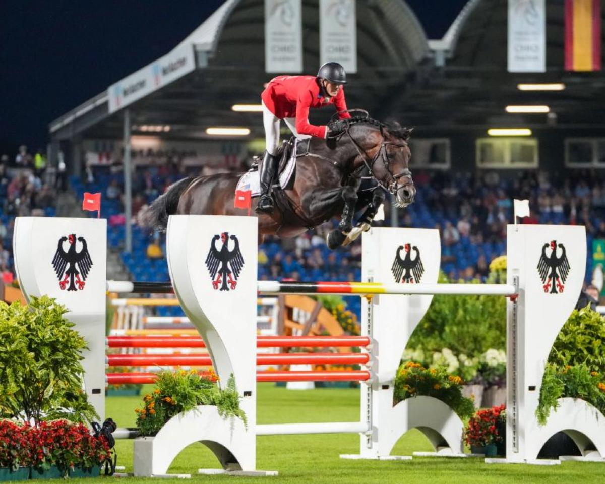 Hengst von Balou du Reventon / Tangelo van de Zuuthoeve: Pferd, Pedigree