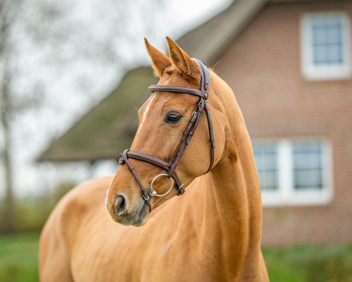 Reit-und Fahrverein Stanz im Mürztal: Miembros, Resultados y 6 vídeos